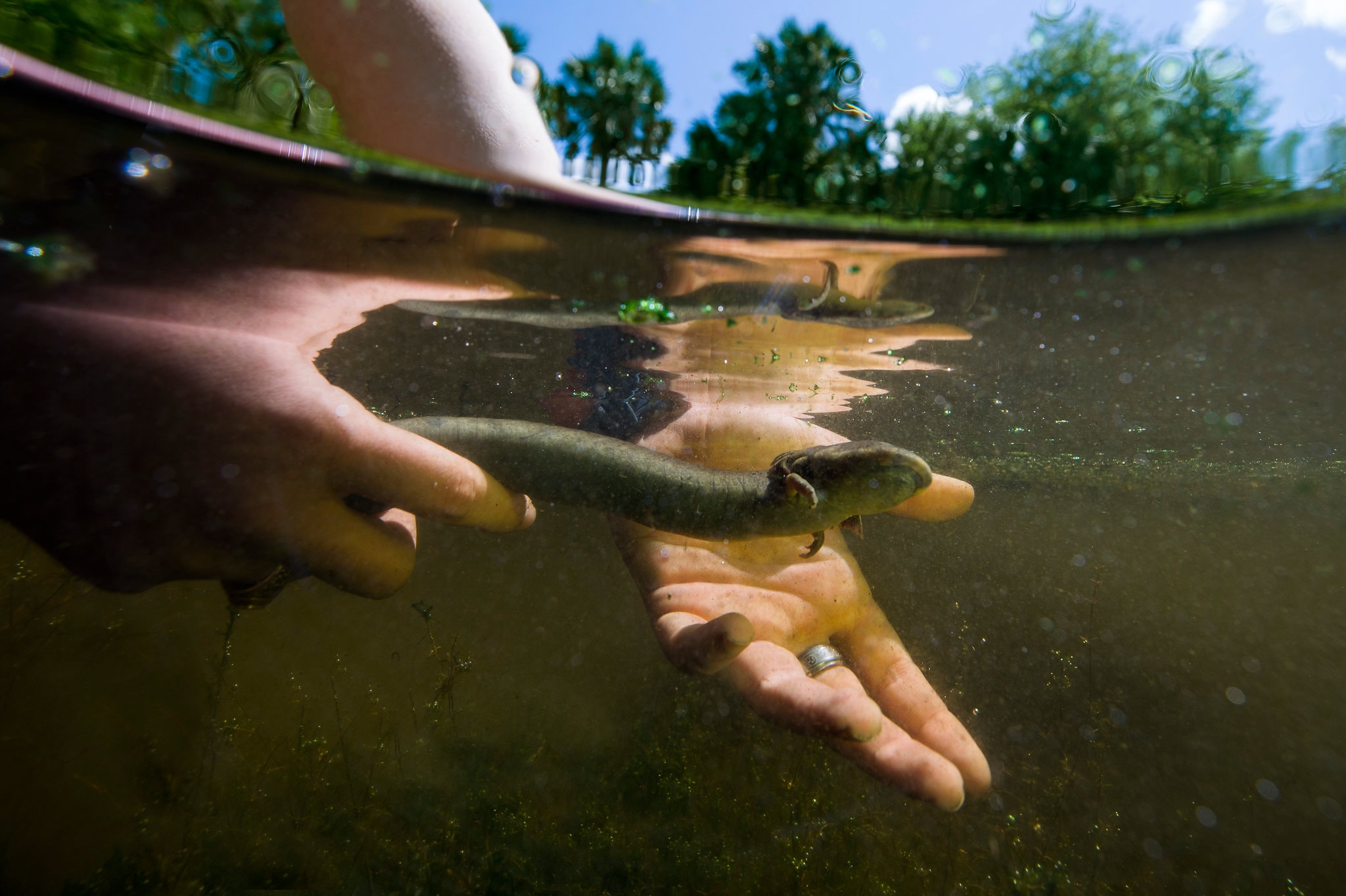 This Tiny Creature Seemed Extinct. DNA Technology Helped Prove It Wasn ...
